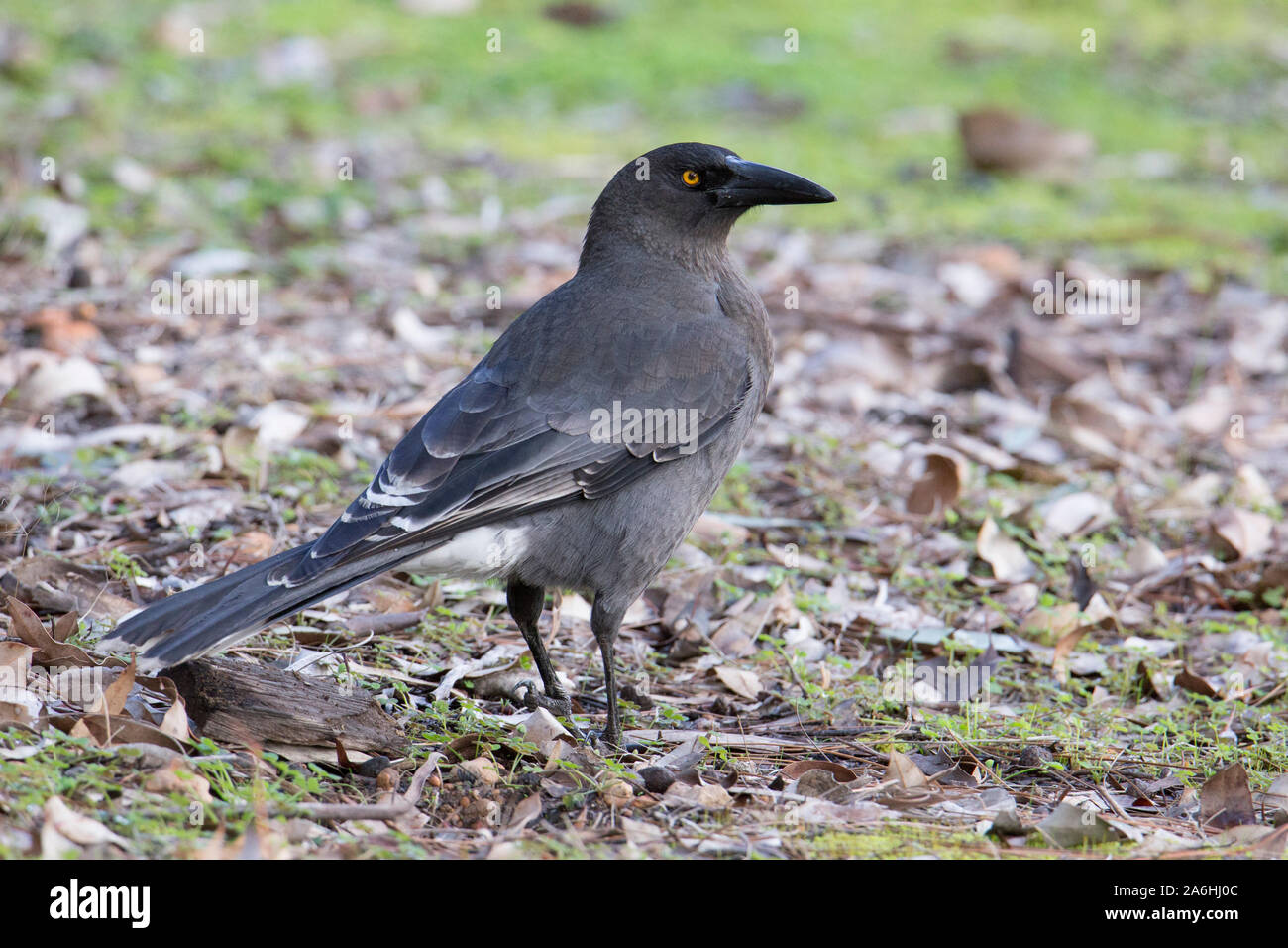 Grey Currawong (Strepera versicolor), Western Australia Stock Photo - Alamy