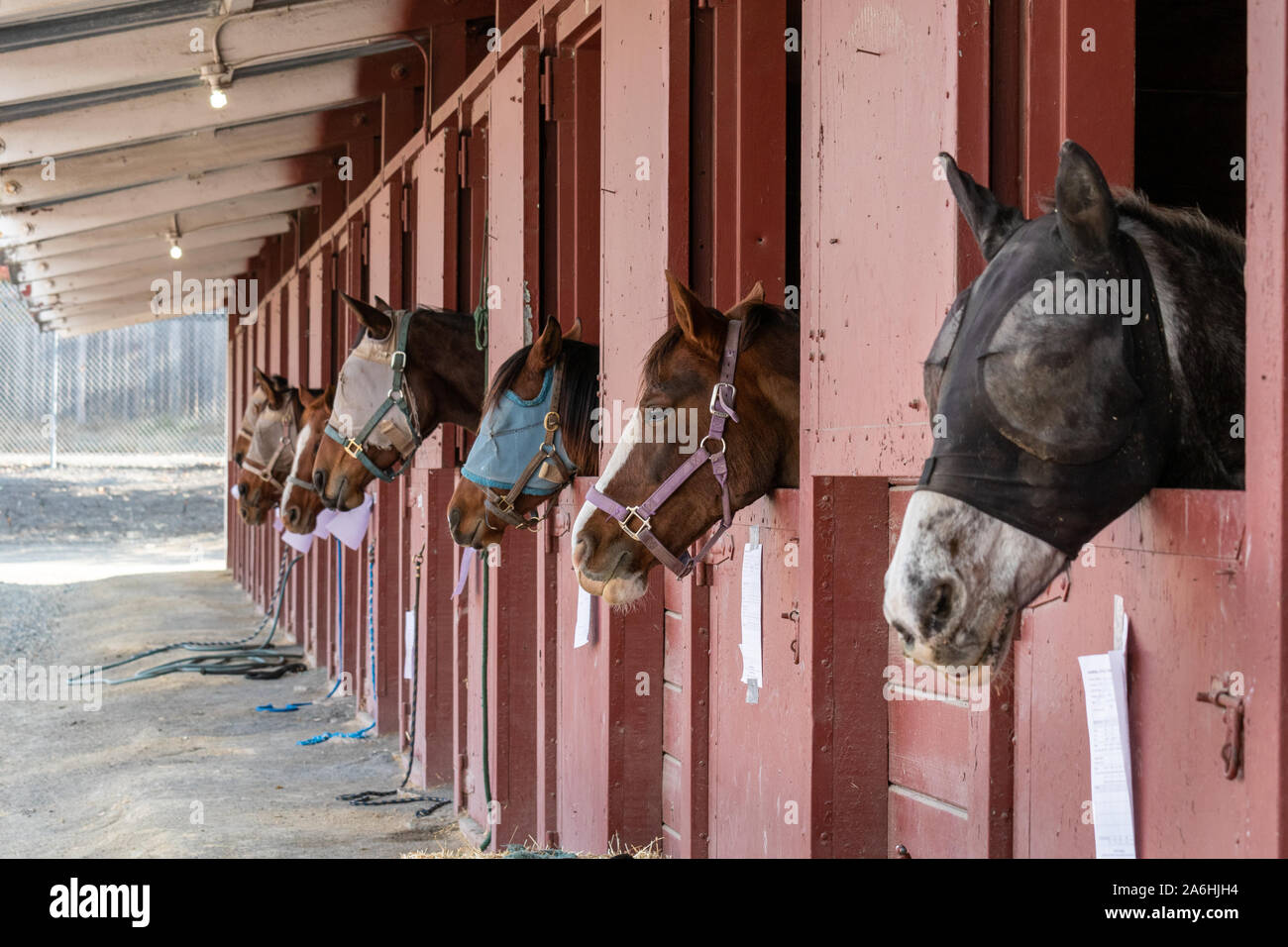 Kincade horse hi-res stock photography and images - Alamy