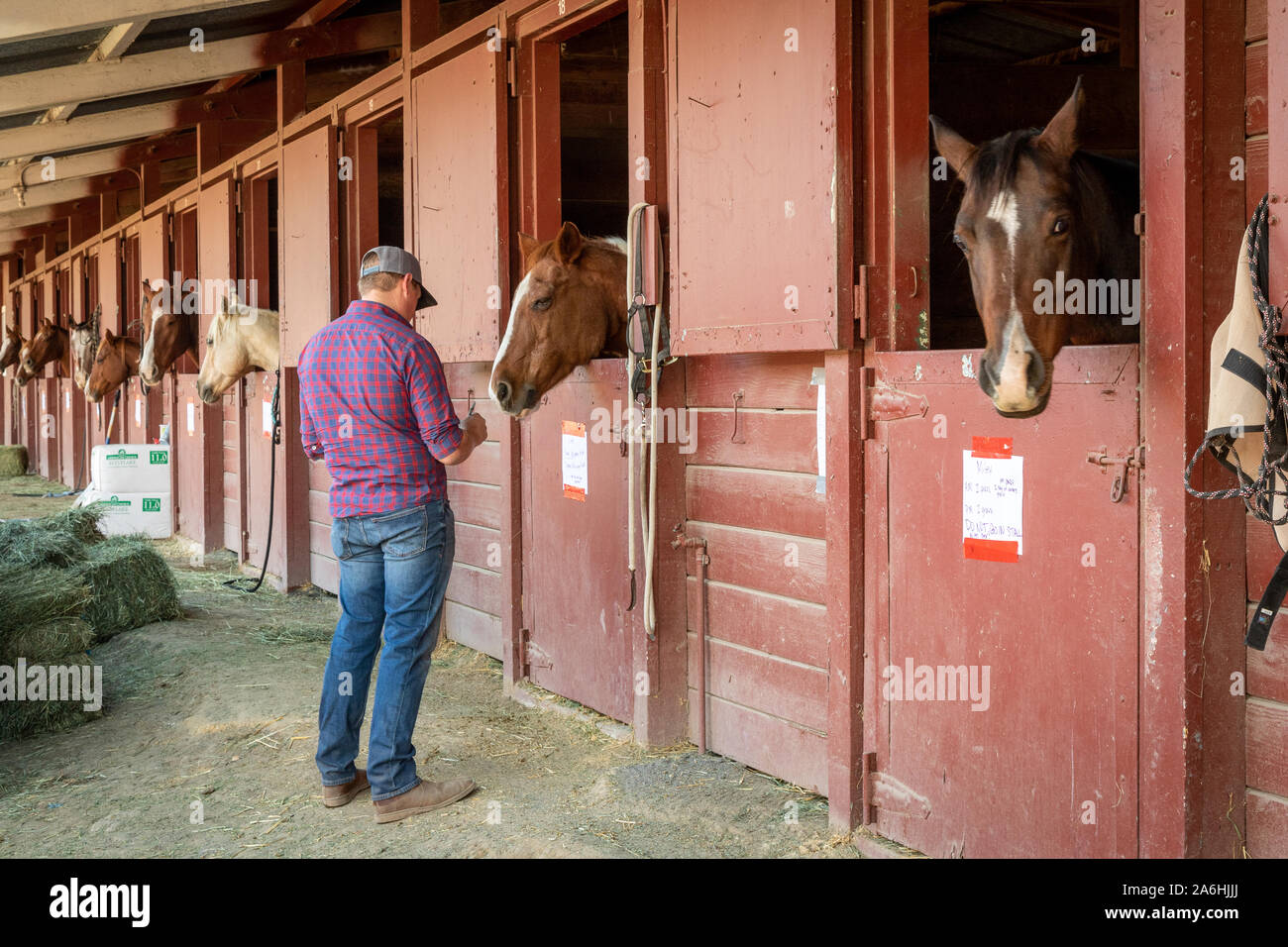 Kincade horse hi-res stock photography and images - Alamy