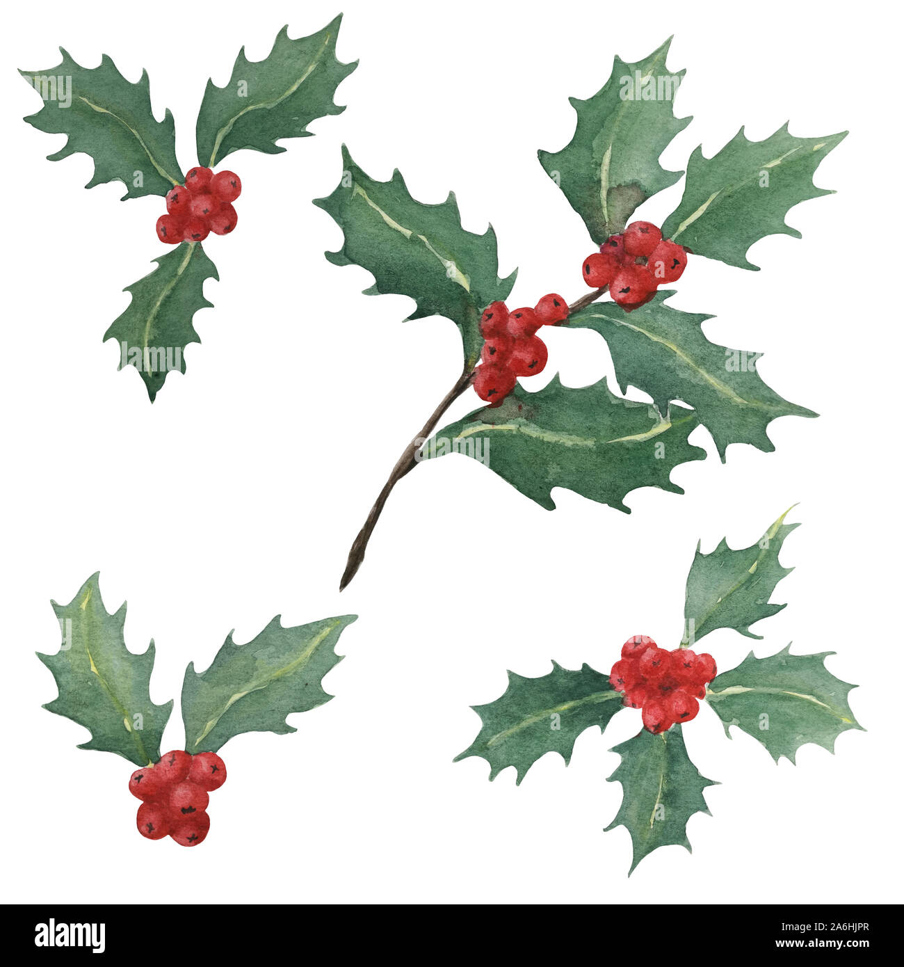 hand drawn watercolor collection of holly bunches isolated on white ...
