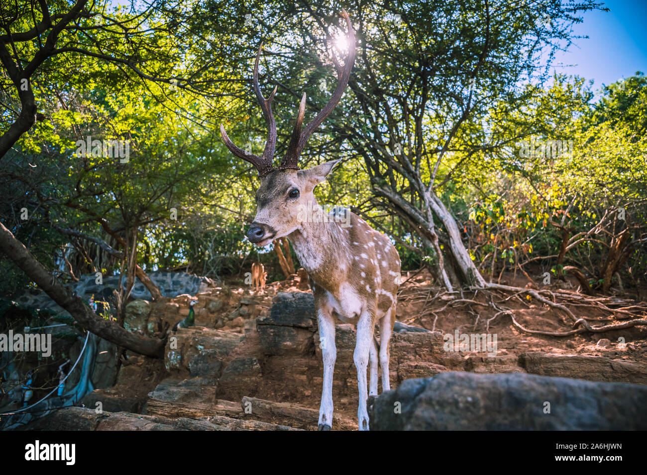 Sri lankan mountain hi-res stock photography and images - Alamy