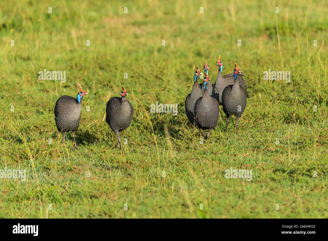 Helmeted guineafowl, Numida meleagris, group of birds, Masai Mara ...