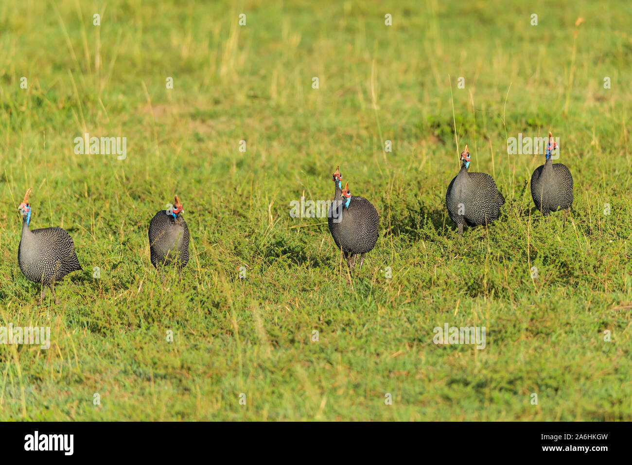 Helmeted guineafowl, Numida meleagris, group of birds, Masai Mara ...