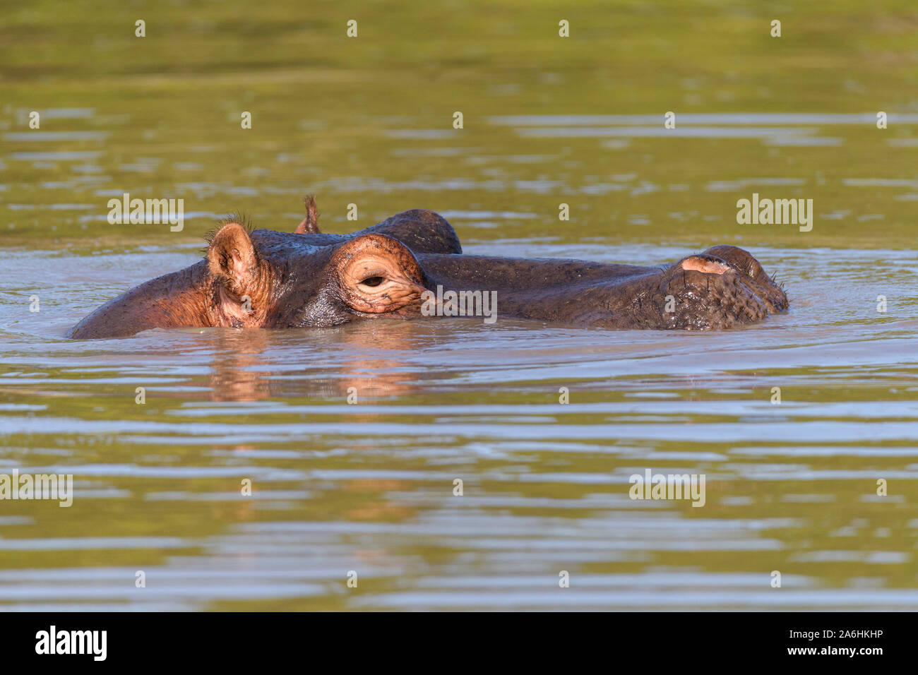 Hippopotamus, Hippopatamus amphibius, in water, Masai Mara National ...