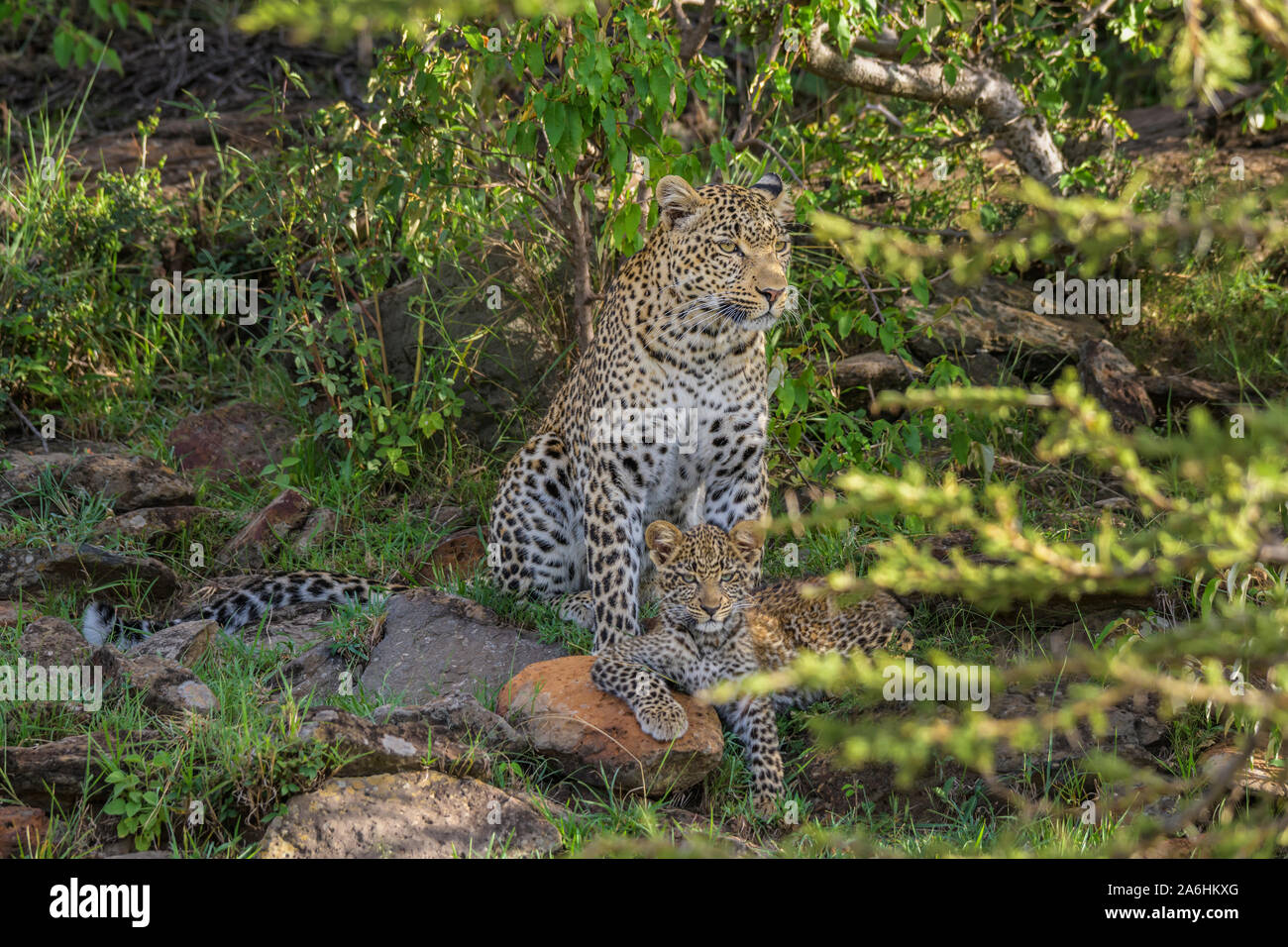 Leopard, Panthera pardus, mother with cub, Masai Mara National Reserve ...