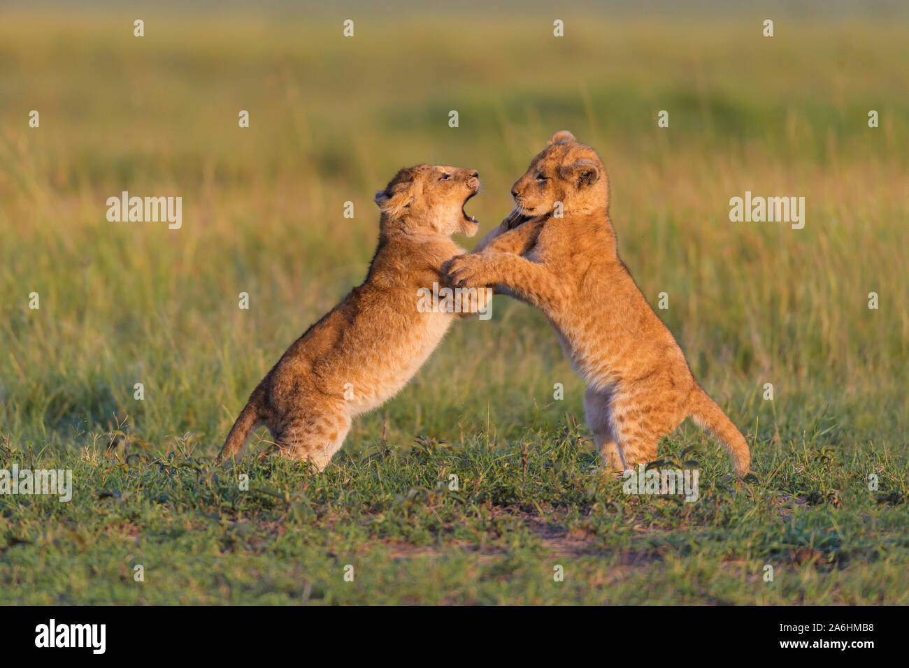 Two cub fighting hi-res stock photography and images - Alamy