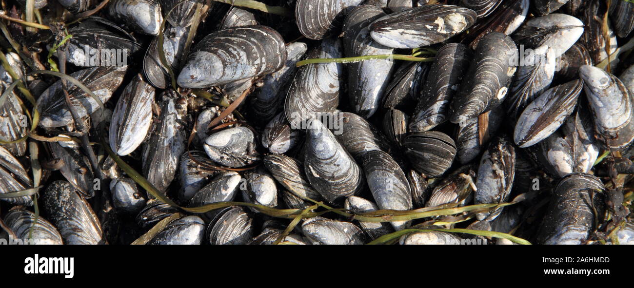 Mussels on the Baltic Sea beach Stock Photo - Alamy