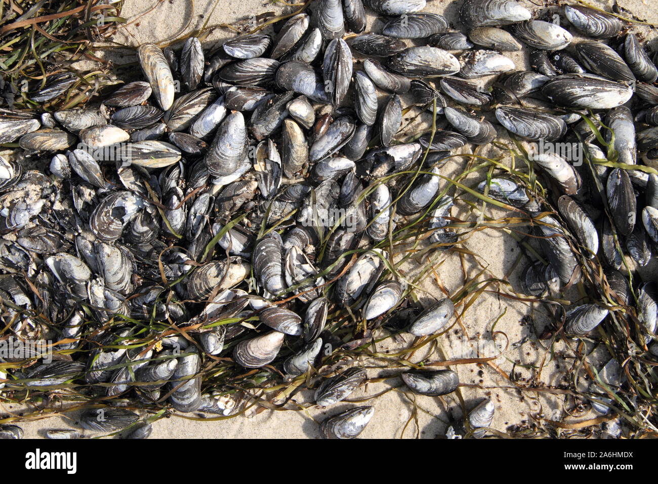 Mussels on the Baltic Sea beach Stock Photo - Alamy