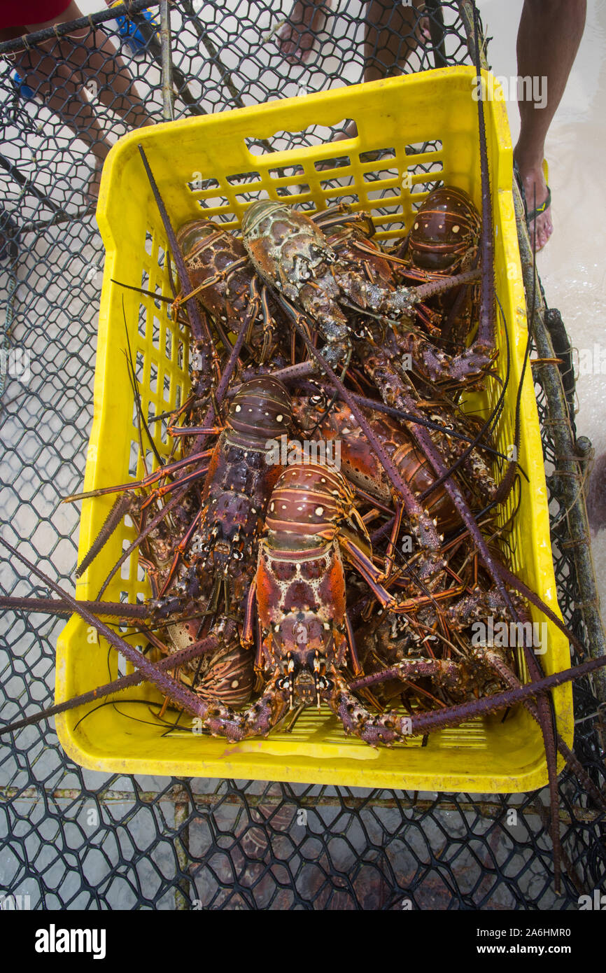 Lobster season CARIBBEAN freshly caught spiny lobster during the ...