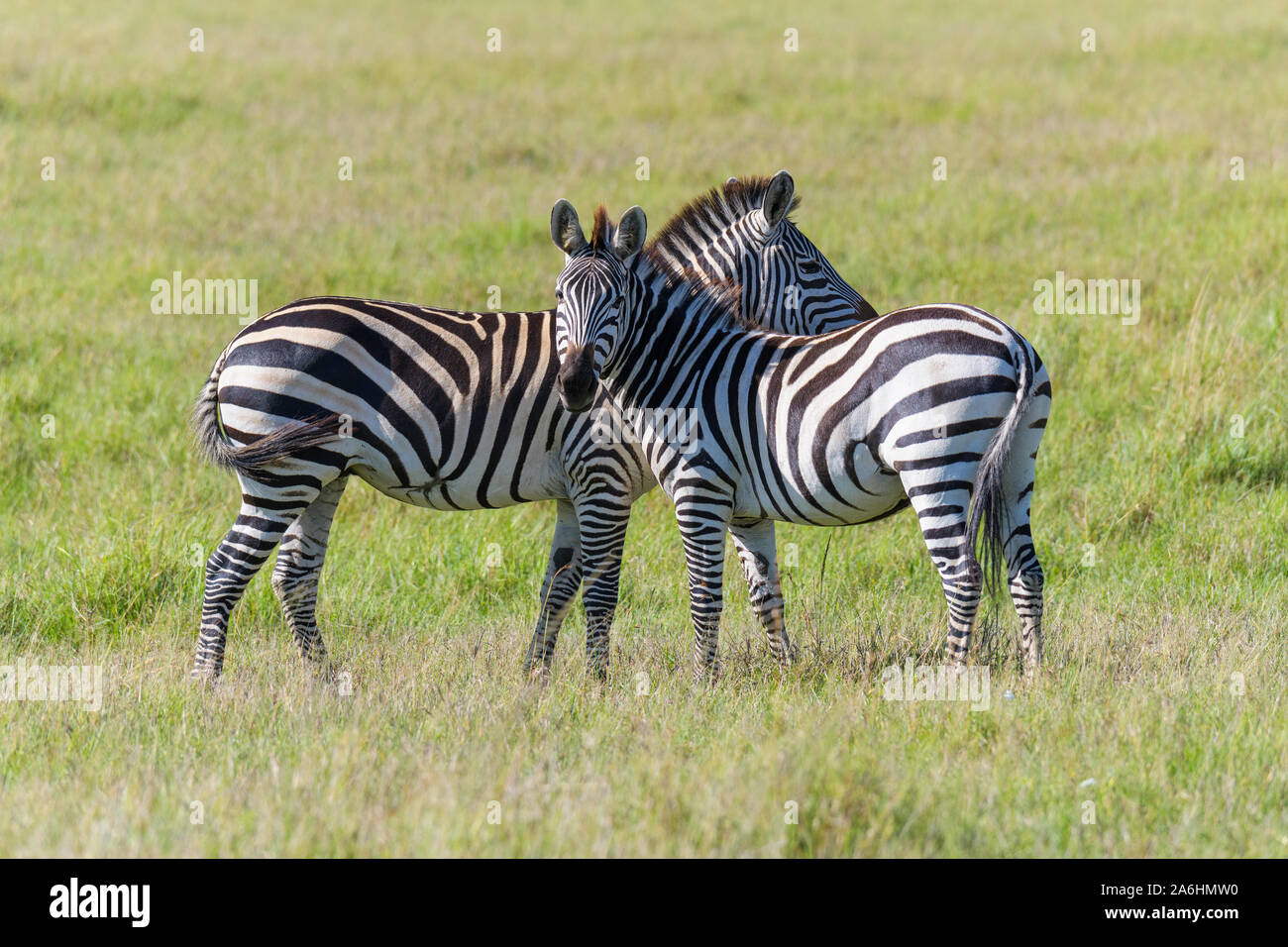 Zebra, Equus quagga, two animal, Masai Mara National Reserve, Kenya ...