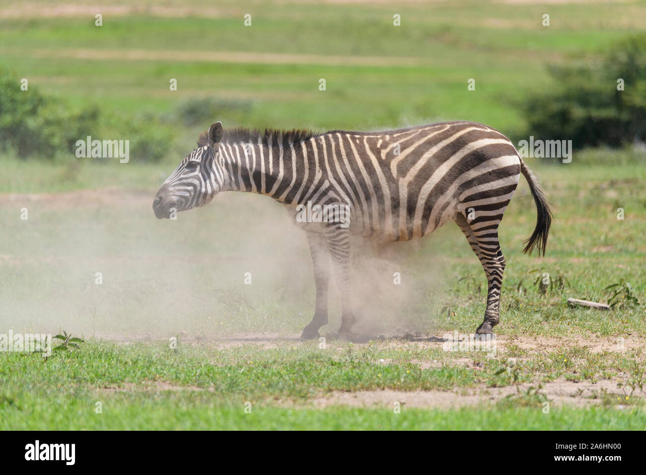 Zebra, Equus quagga, shakes, Masai Mara National Reserve, Kenya, Africa ...