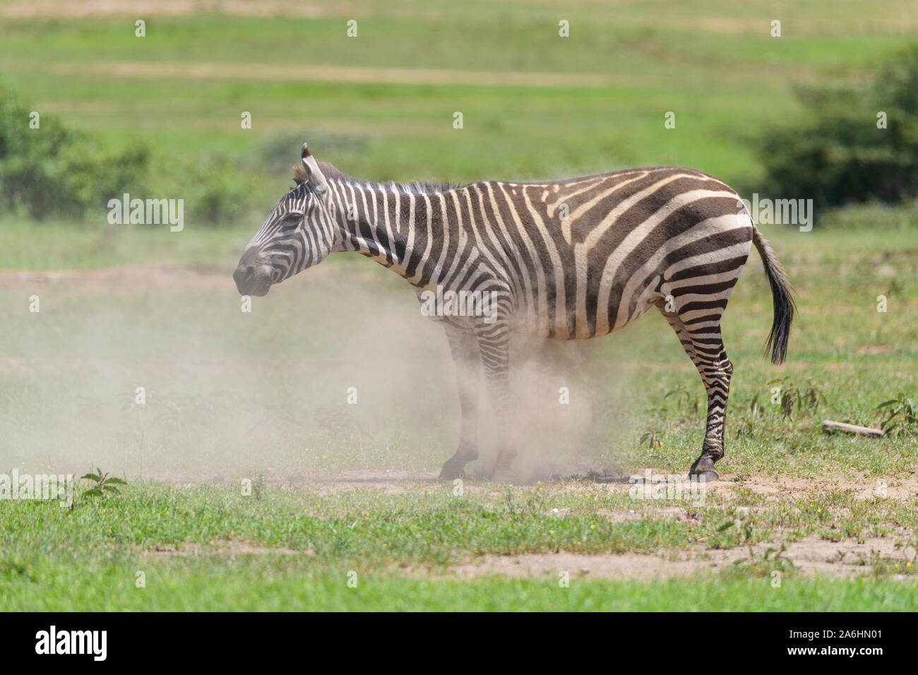 Zebra, Equus quagga, shakes, Masai Mara National Reserve, Kenya, Africa ...