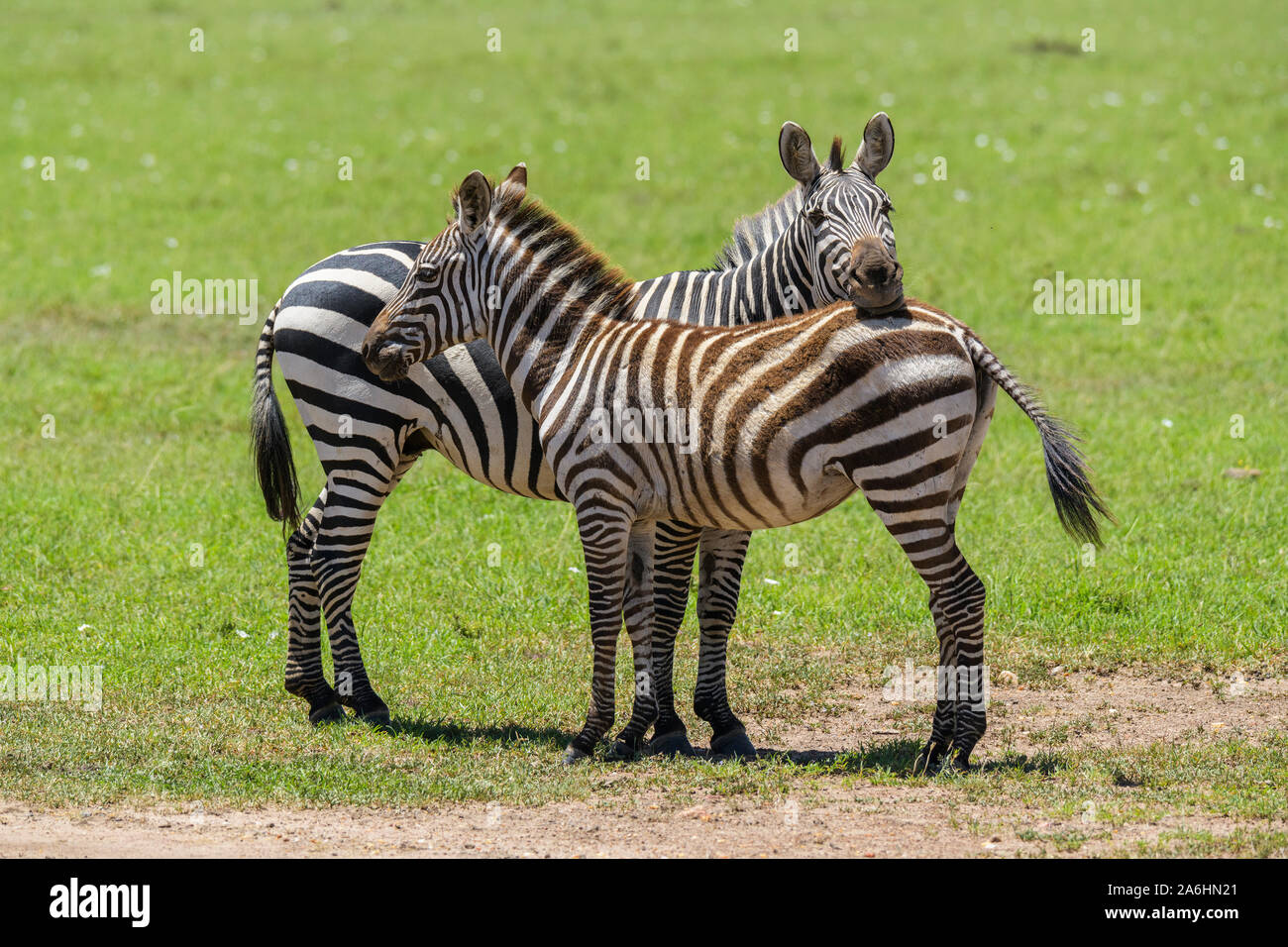 Zebra, Equus quagga, two animal, Masai Mara National Reserve, Kenya ...