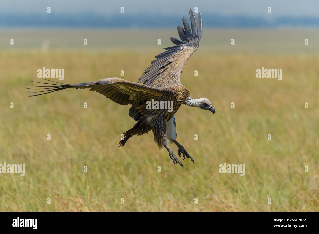 White backed vulture, Gyps africanus, in flight, Masai Mara National ...