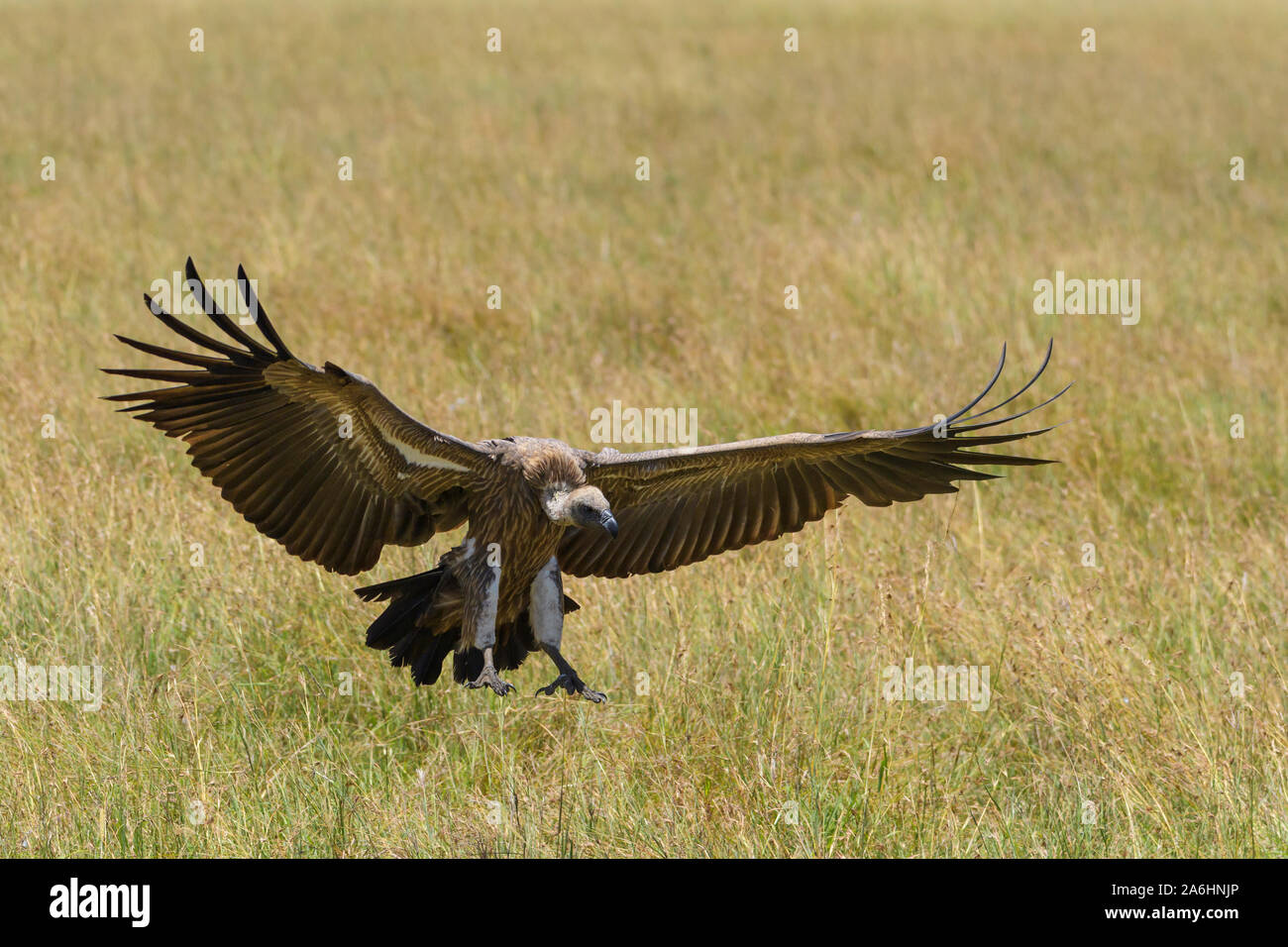 White backed vulture, Gyps africanus, in flight, Masai Mara National ...