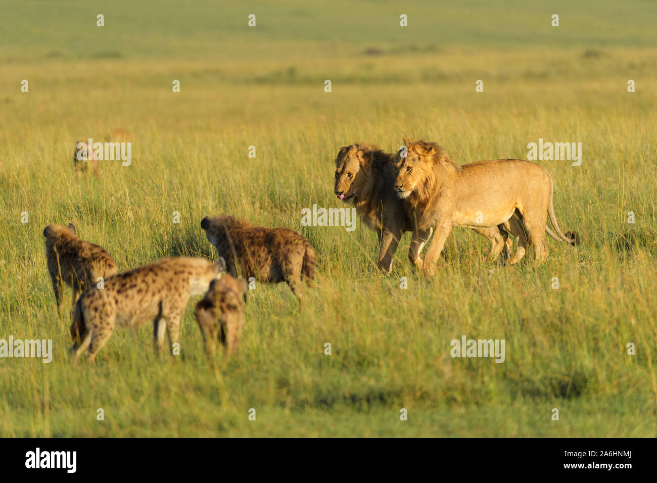 African lion, Panthera Leo, male and Spotted hyena, Crocuta crocuta, in ...
