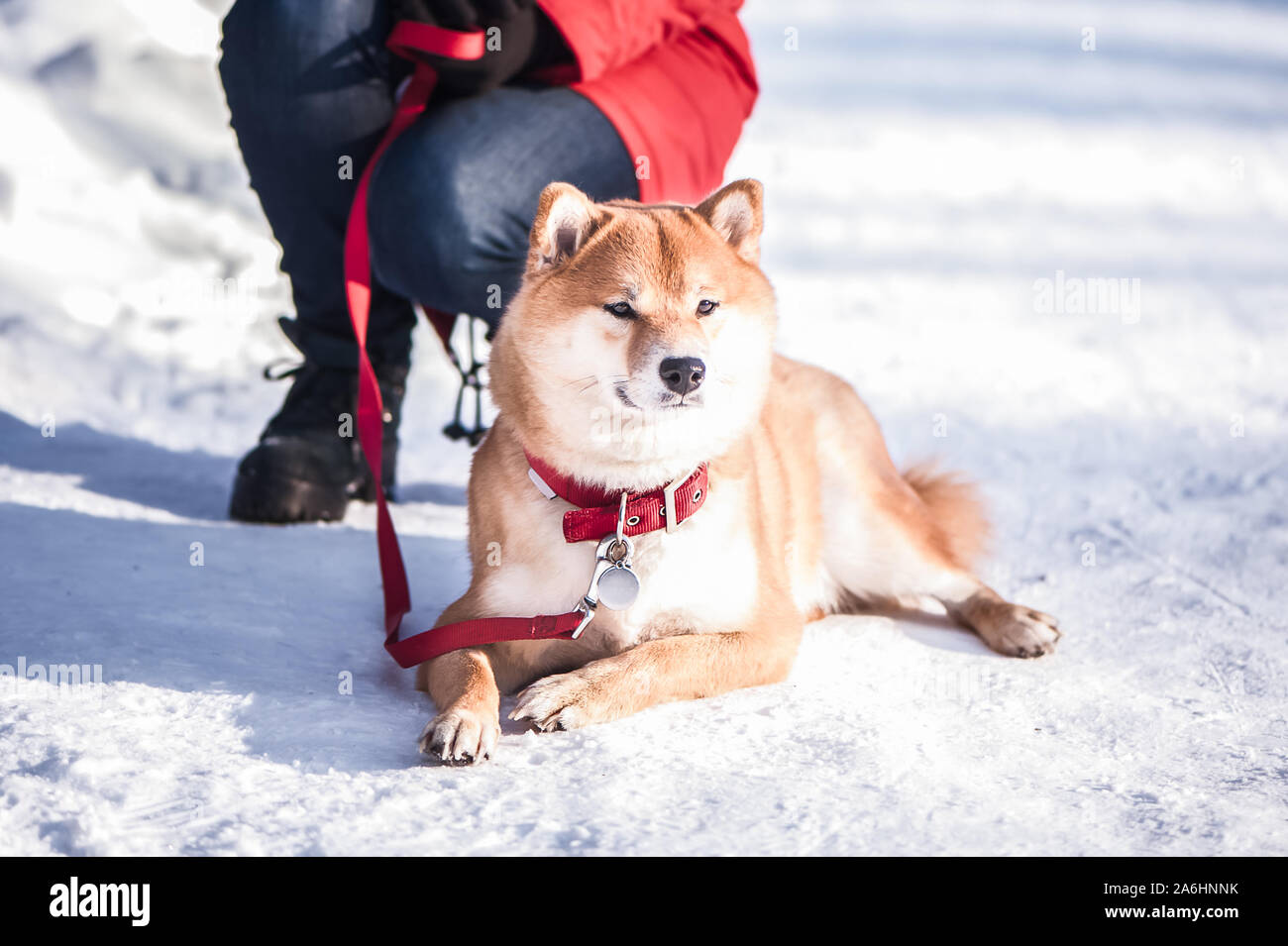 Dog of the Shiba inu breed lies on the snow on a beautiful winter ...