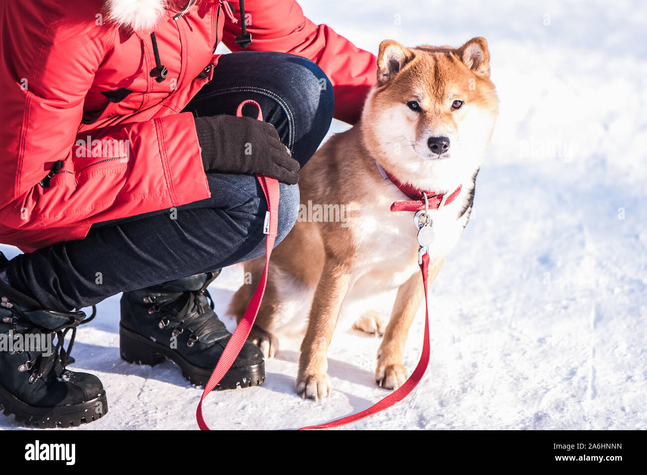 Girl embosom dog in her arms. The concept of friendship between a dog ...