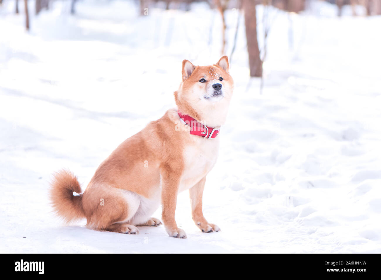 Dog of the Shiba inu breed sits on the snow on a beautiful winter ...