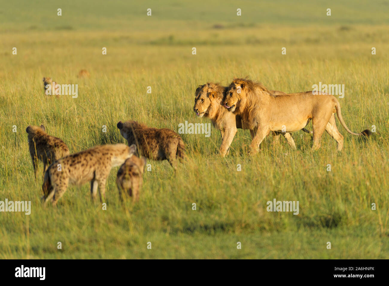 African lion, Panthera Leo, male and Spotted hyena, Crocuta crocuta, in ...