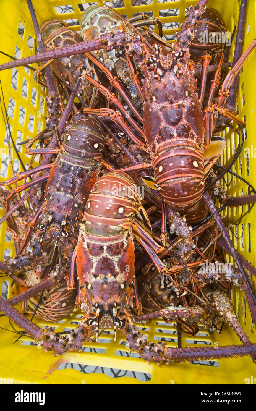Lobster season CARIBEAN freshly caught spiny lobster during the regular ...