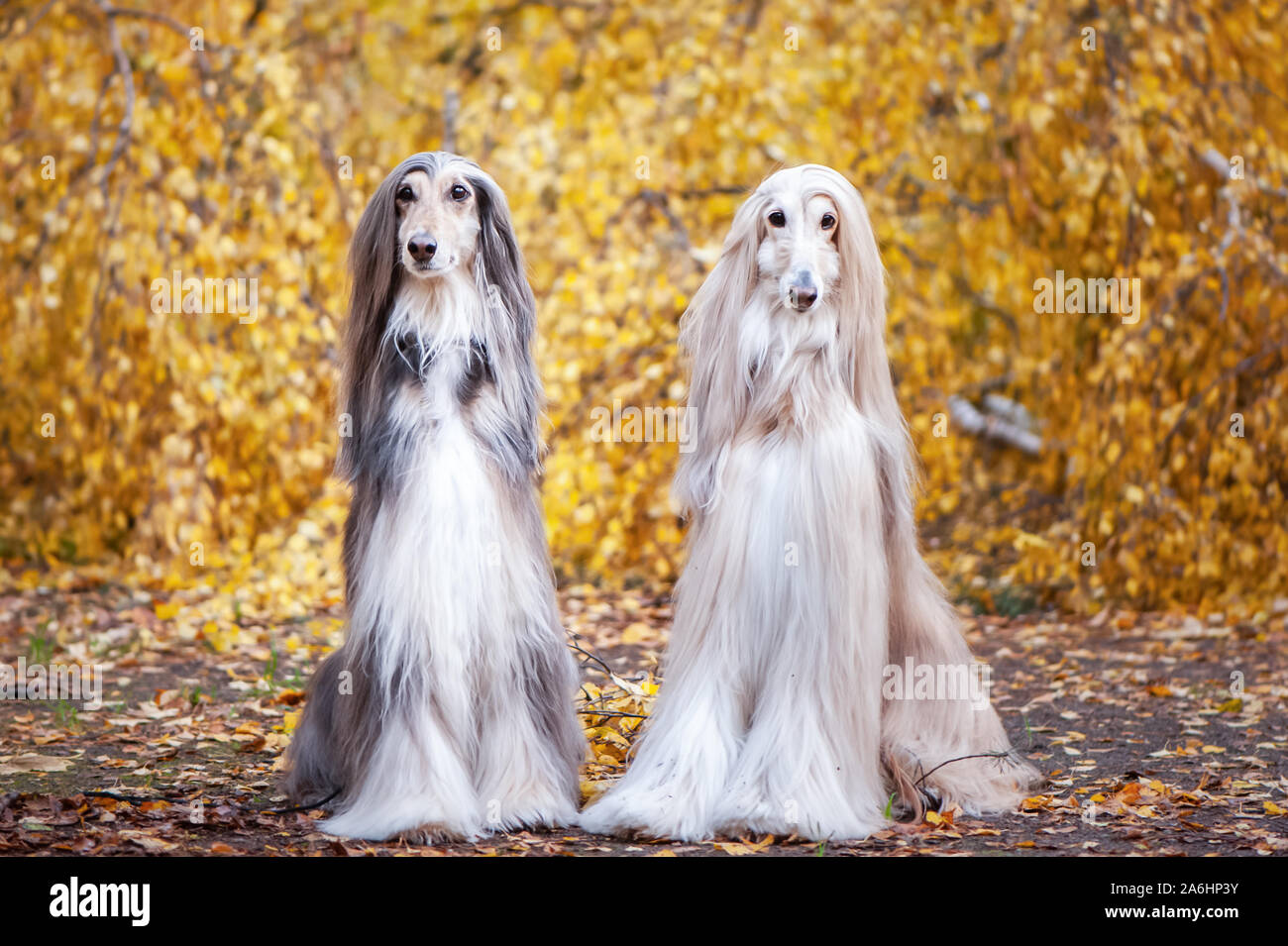 Two dogs, beautiful Afghan greyhounds, portrait, against the background ...
