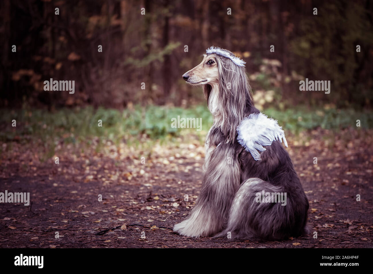 Angel dog, portrait of a dog in the image of an angel, in a wreath and ...