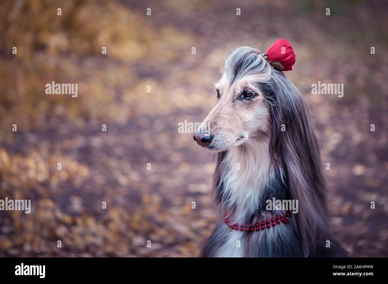 Afghan Hound Hair High Resolution Stock Photography and Images - Alamy