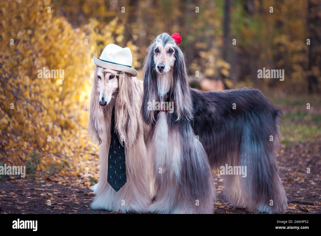 Couple dogs in the style of the bride and groom, lovers. Afghan hounds ...
