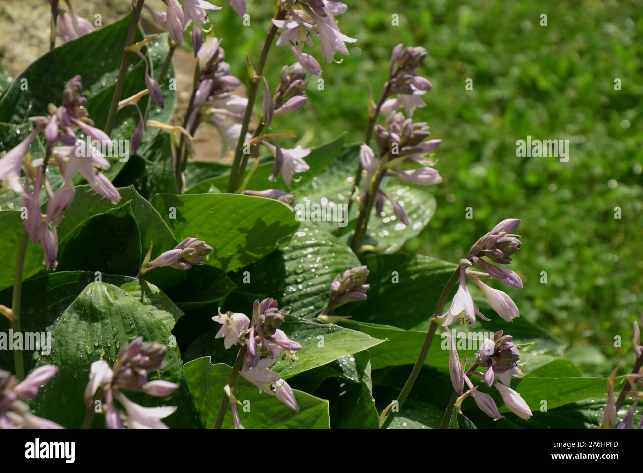 Purple Hosta High Resolution Stock Photography and Images - Alamy