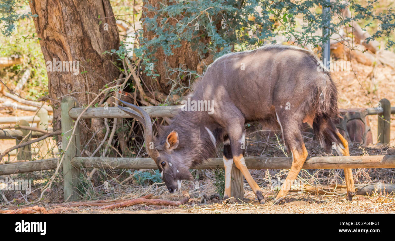 A lowland nyala bull isolated feeding next to a wooden fence image in ...