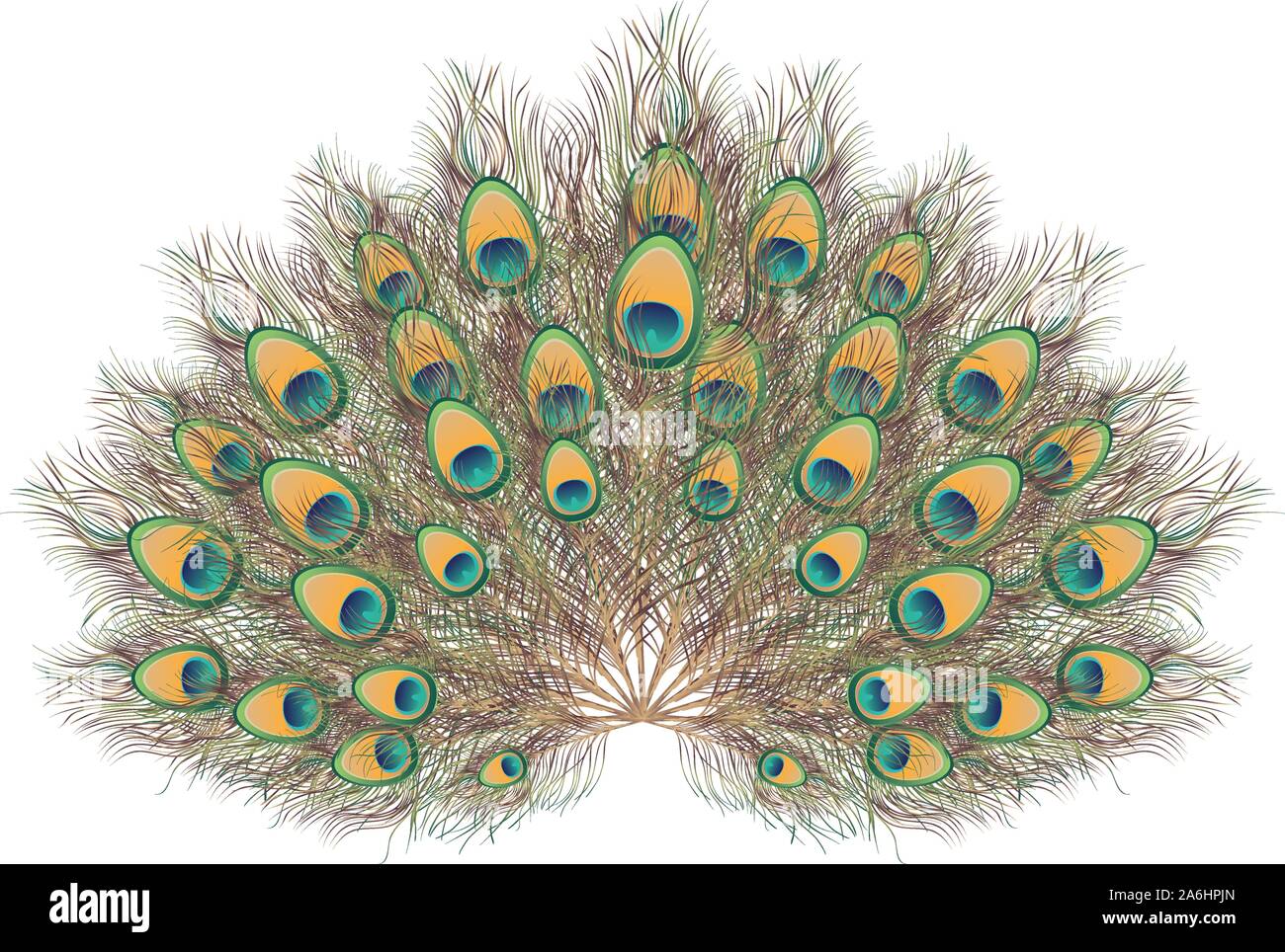 Peacock Tail Drawing Peacock Tail Small Eye Natural Feather | 2 4
