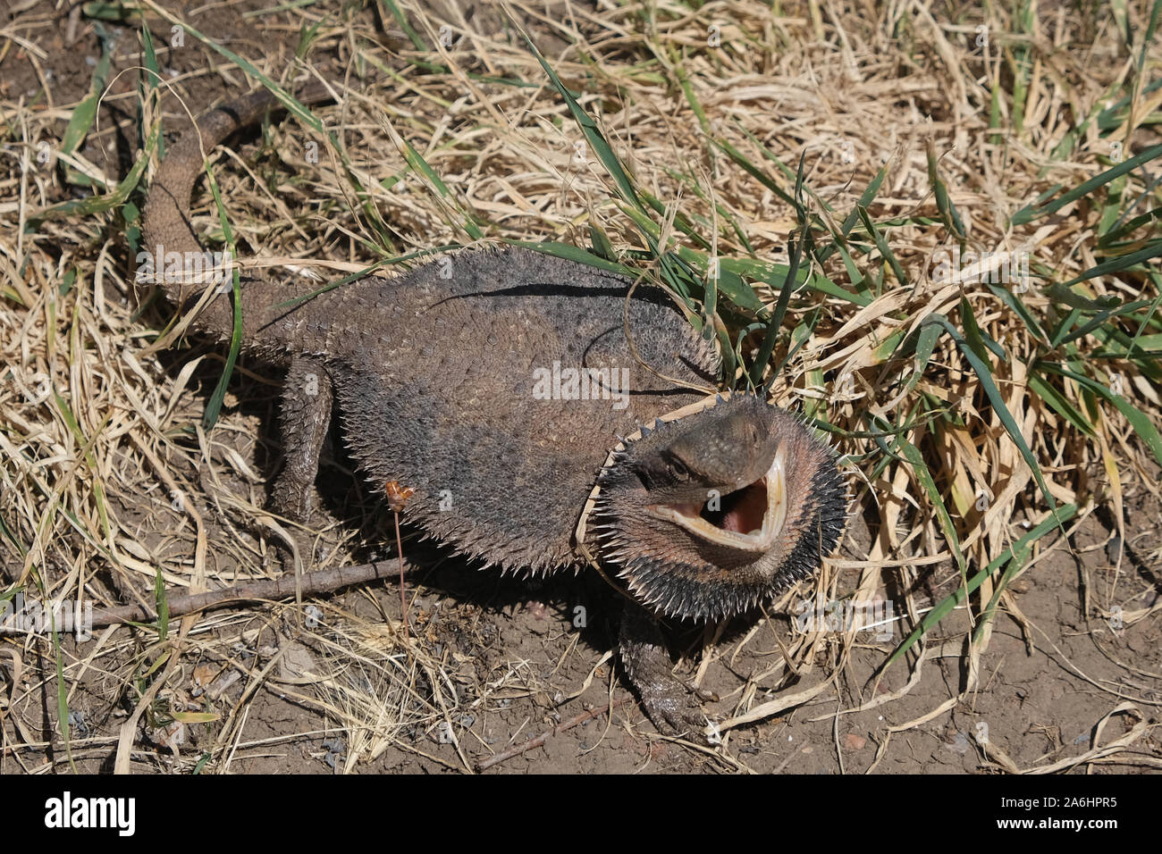 Bearded Dragon (Pogona Vitticeps) lizard in the Barossa Valley ...