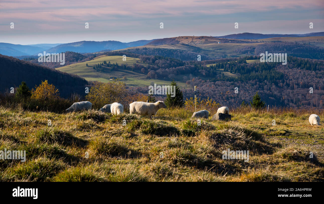 sheep in the heights of the Vosges mountains in France Stock Photo - Alamy