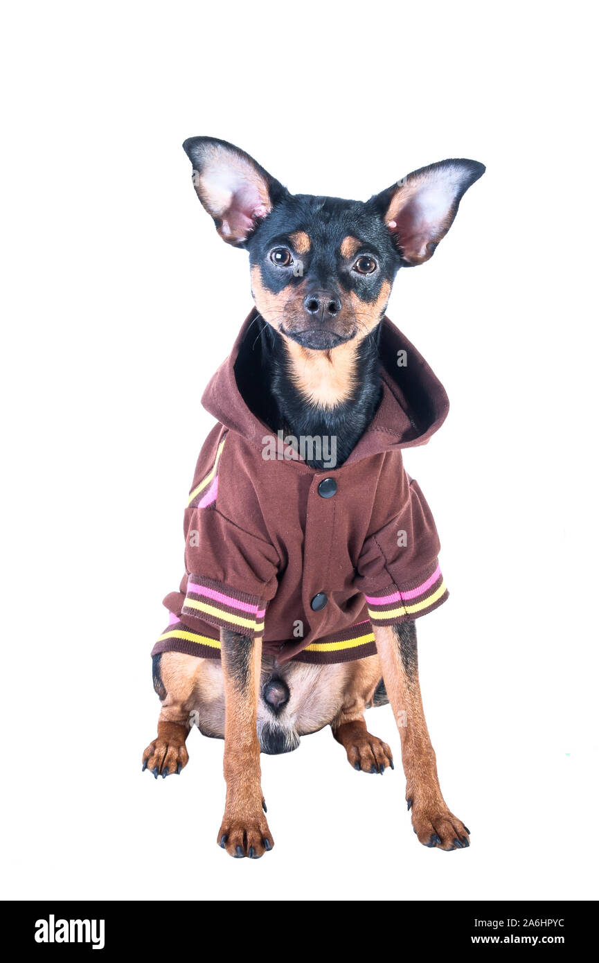 Puppy, dog, toy terrier . Portrait in clothes on white background ...