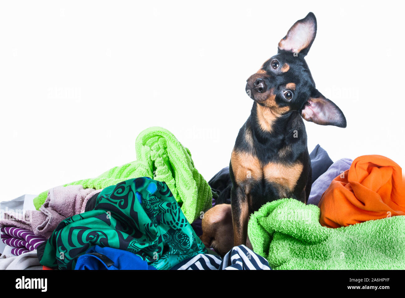 Dog mess. Dog, puppy, toy Terrier made a mess of the clothes. On a ...