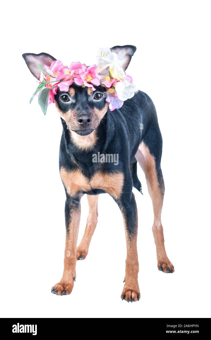 English toy terrier hi-res stock photography and images - Alamy