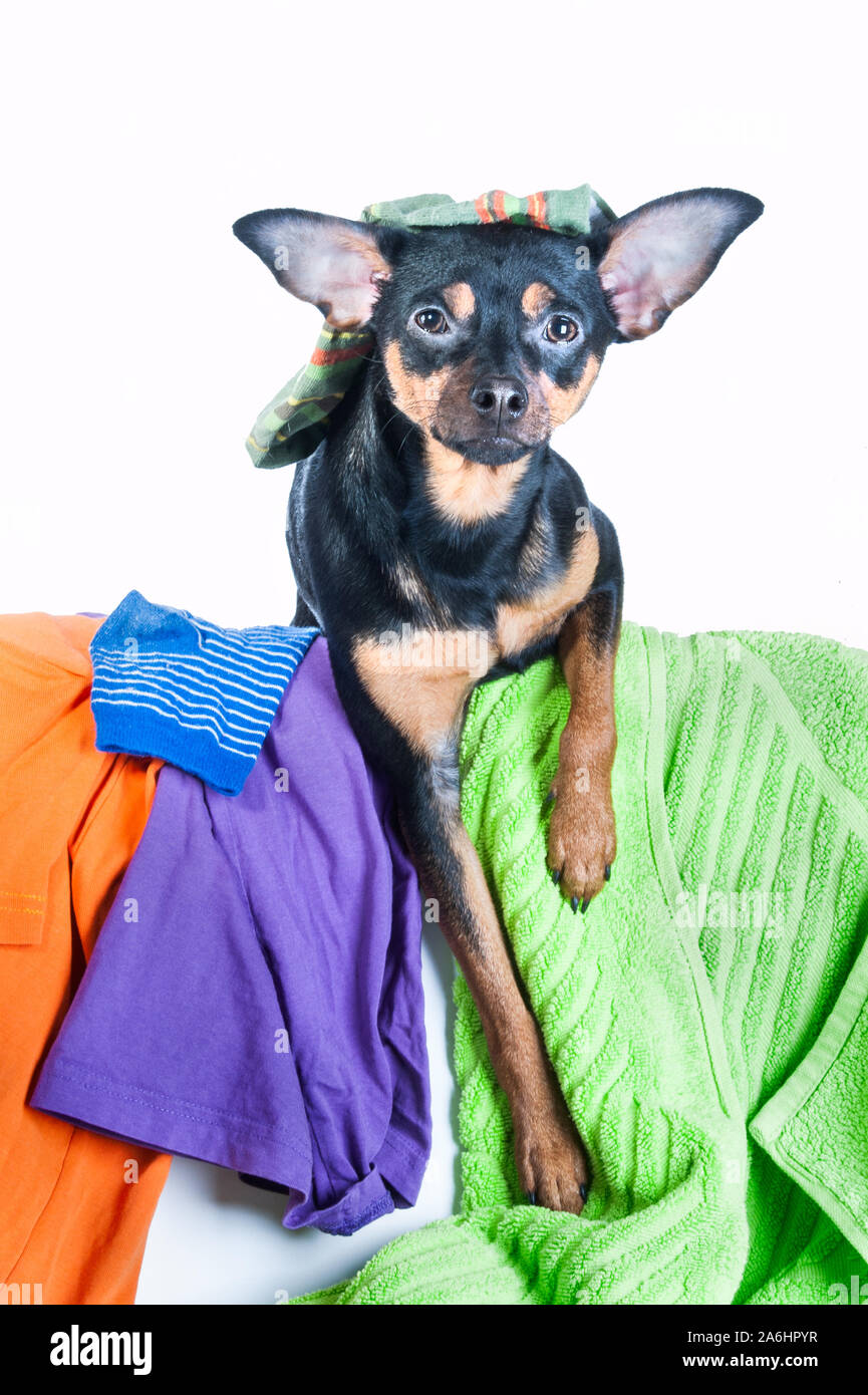 Dog mess. Dog, puppy, toy Terrier made a mess of the clothes. On a ...