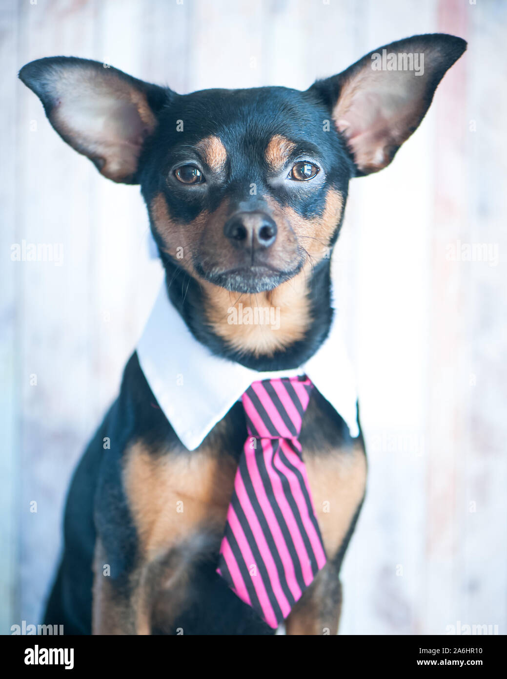 A dog, toyterrier a tie and a white collar. Education, training of dogs ...