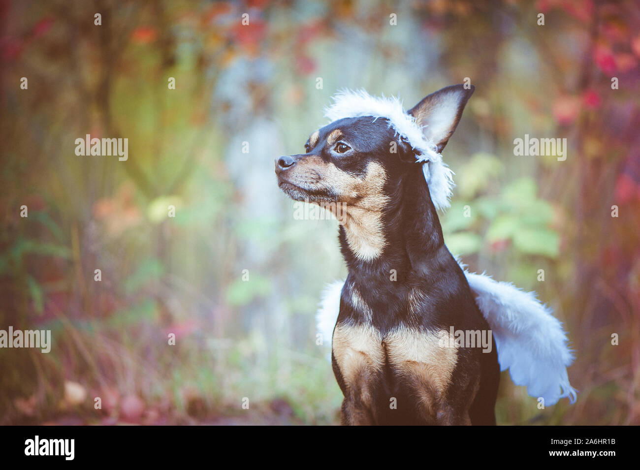 Angel dog, portrait of a dog in the image of an angel, in a wreath and ...