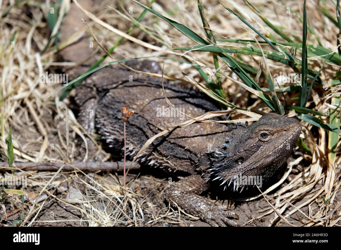Pogona vitticeps central bearded dragon hi-res stock photography and ...