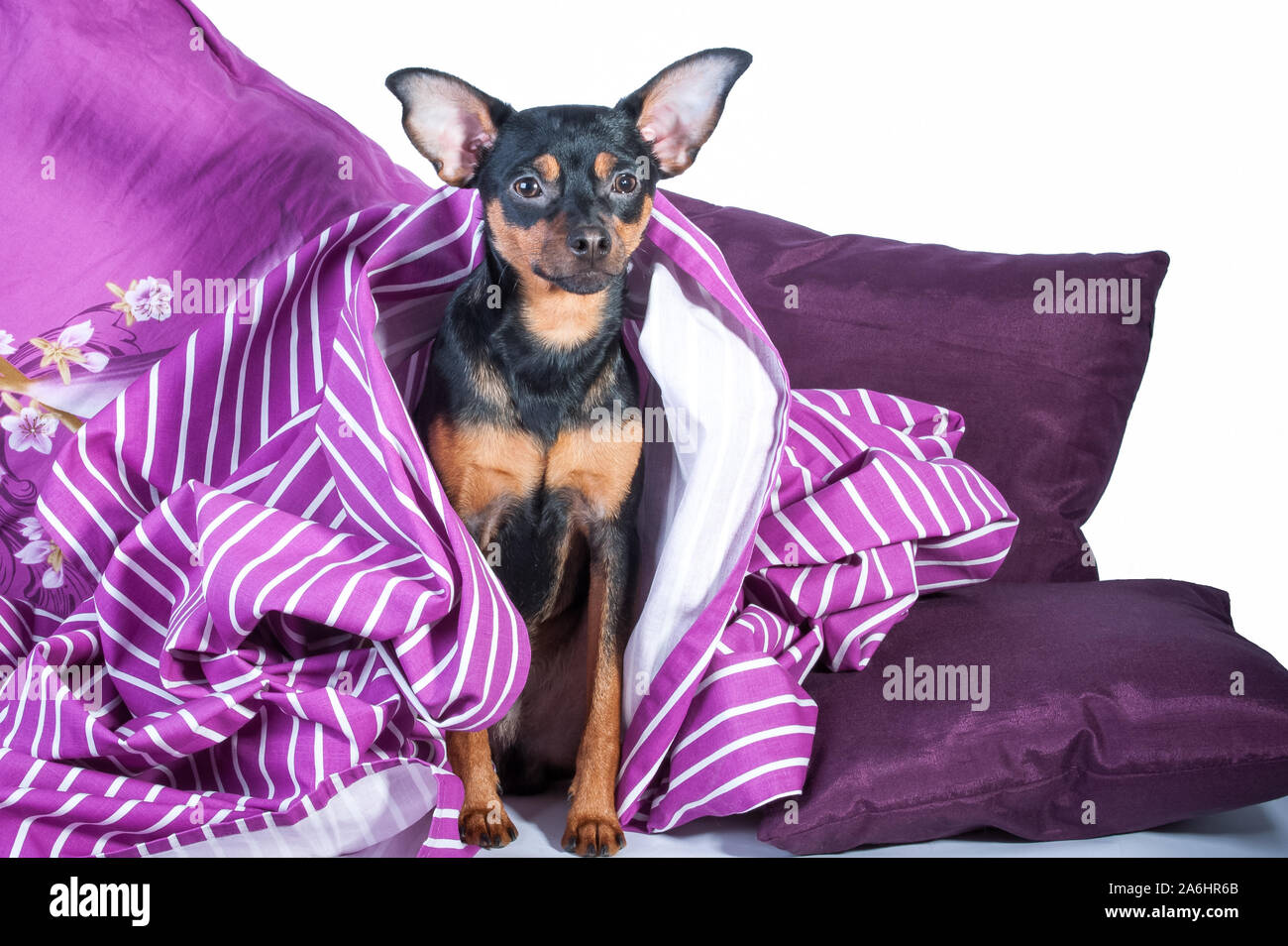 Sleepy puppy in bed wrapped in blanket. The concept of "good morning ...