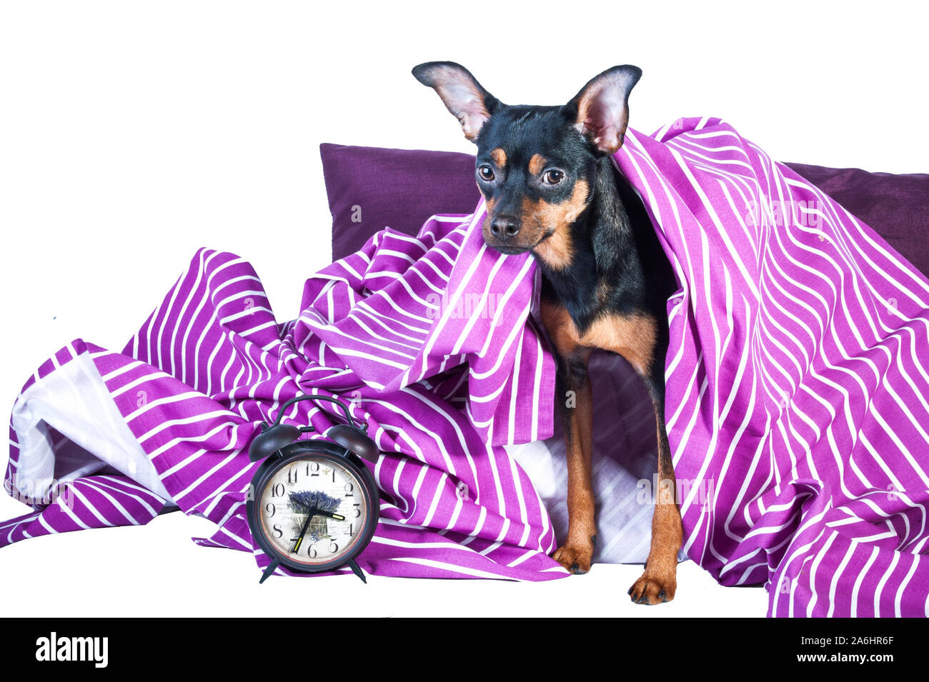 Sleepy puppy in bed wrapped in blanket. The concept of "good morning ...