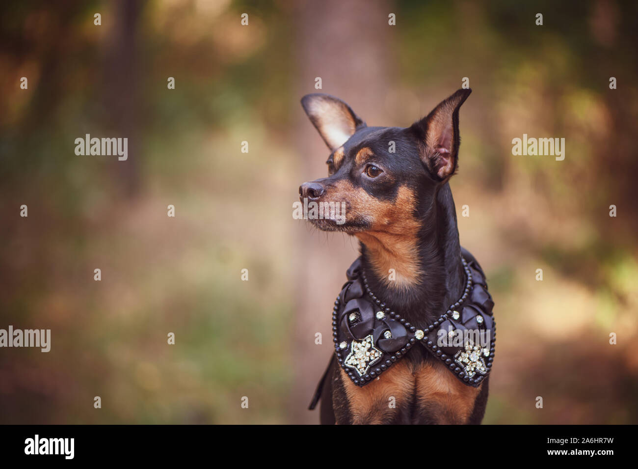 Dog in in royal clothes, on a natural background. Dog lord, prince, dog ...