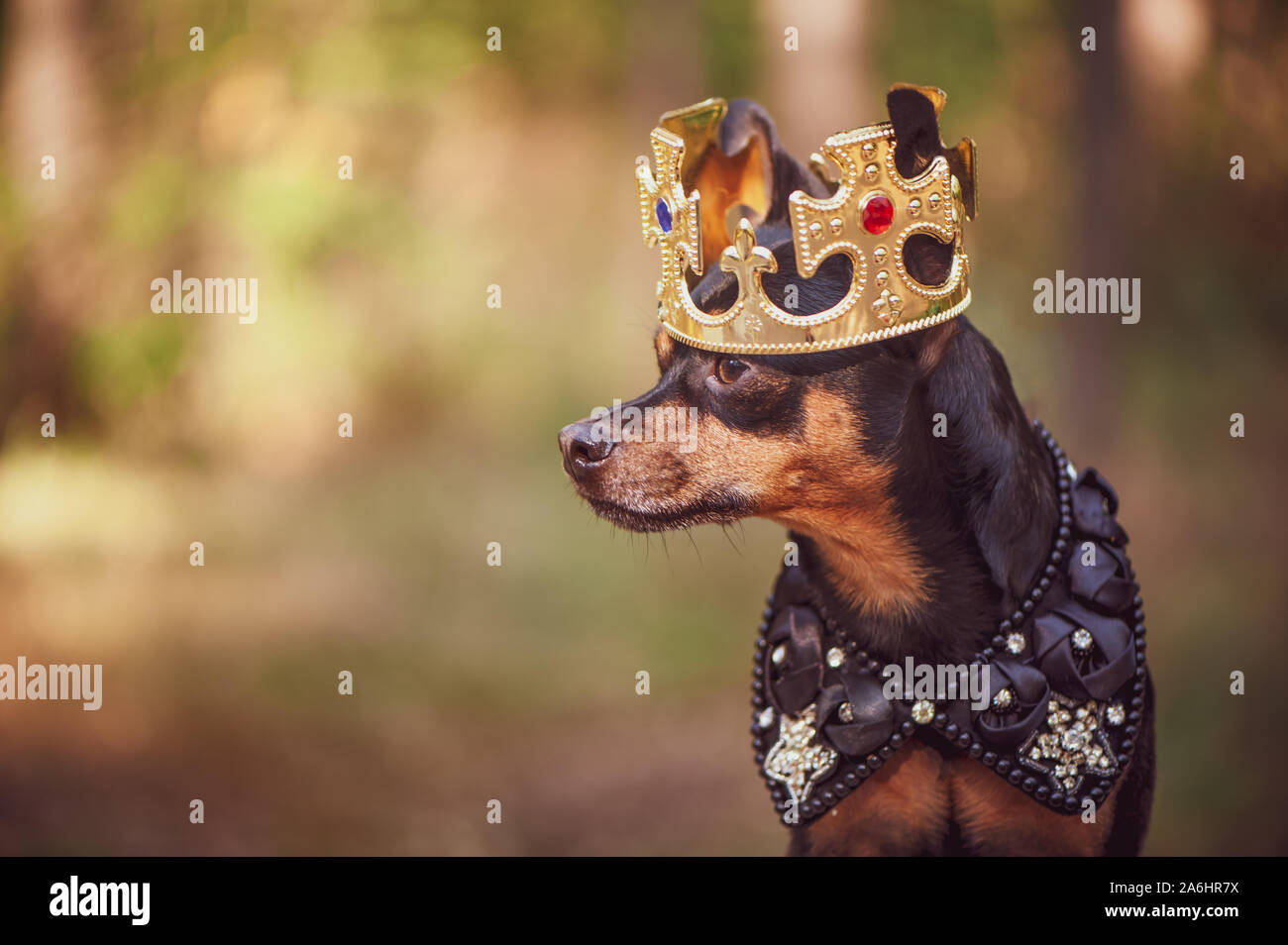 Dog in the crown, in royal clothes, on a natural background. Dog lord ...