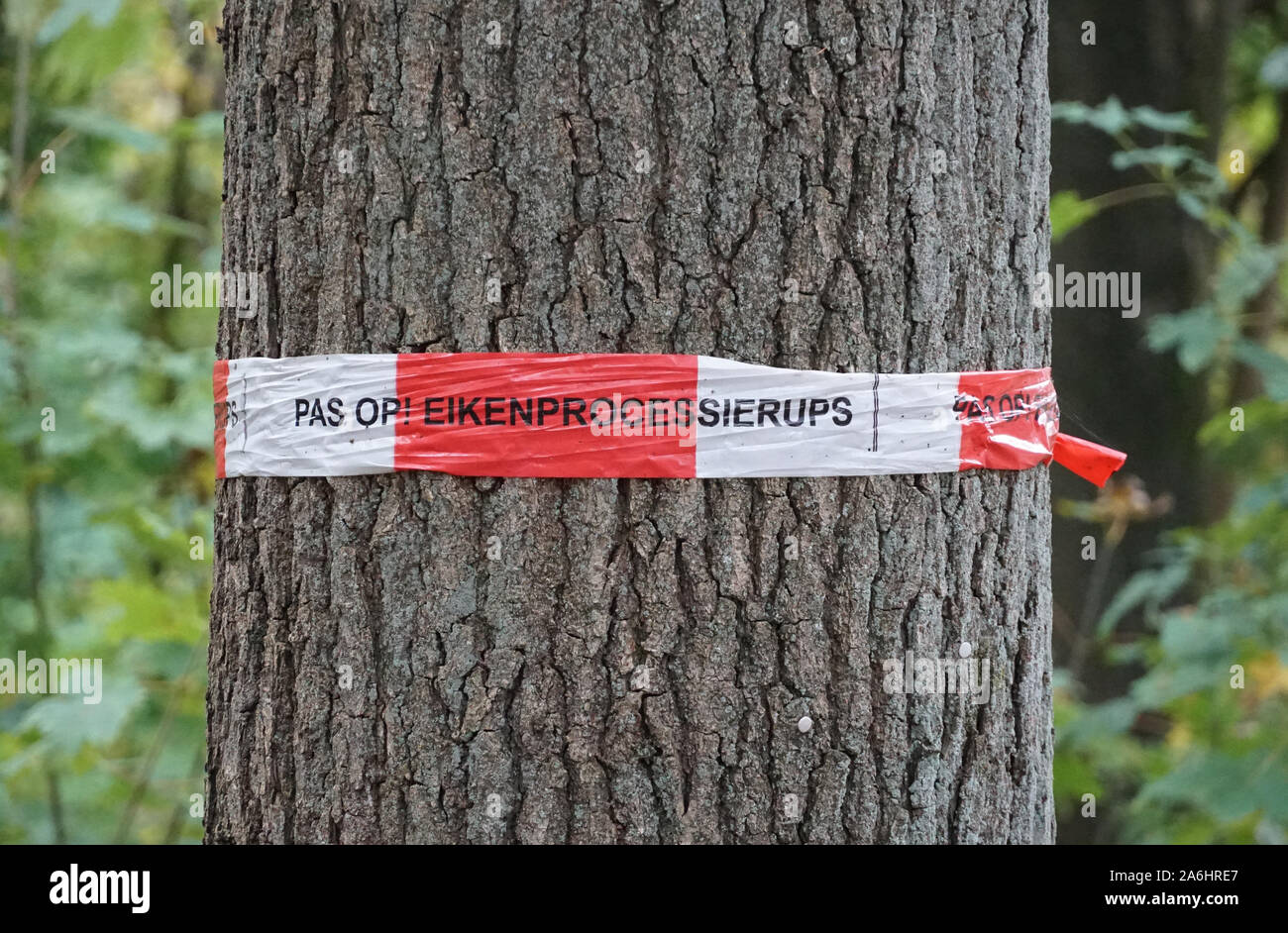 Oak Processionary Moth High Resolution Stock Photography and Images - Alamy