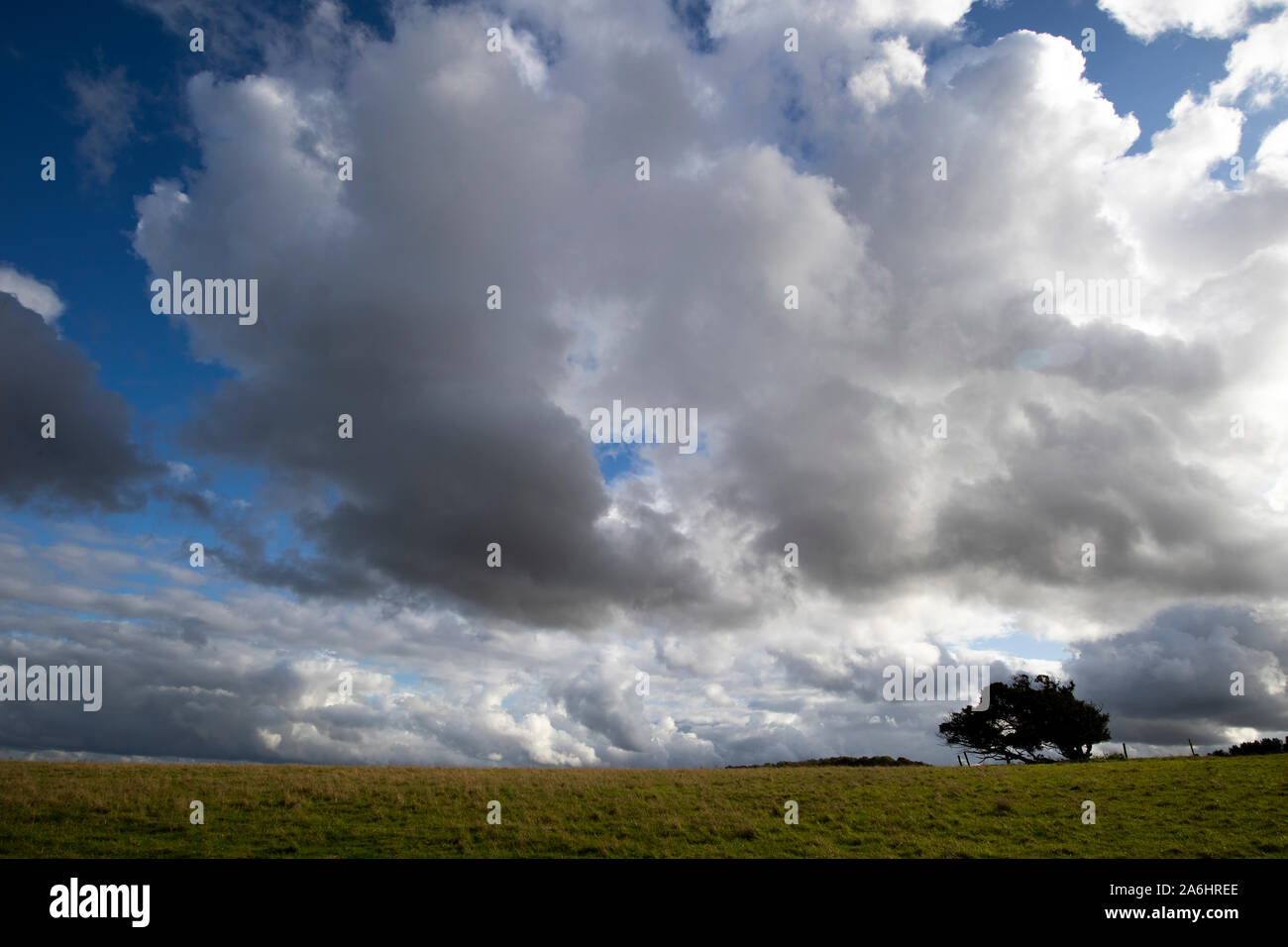 Silhouetted windswept stunted tree on farm grassland field in rural ...