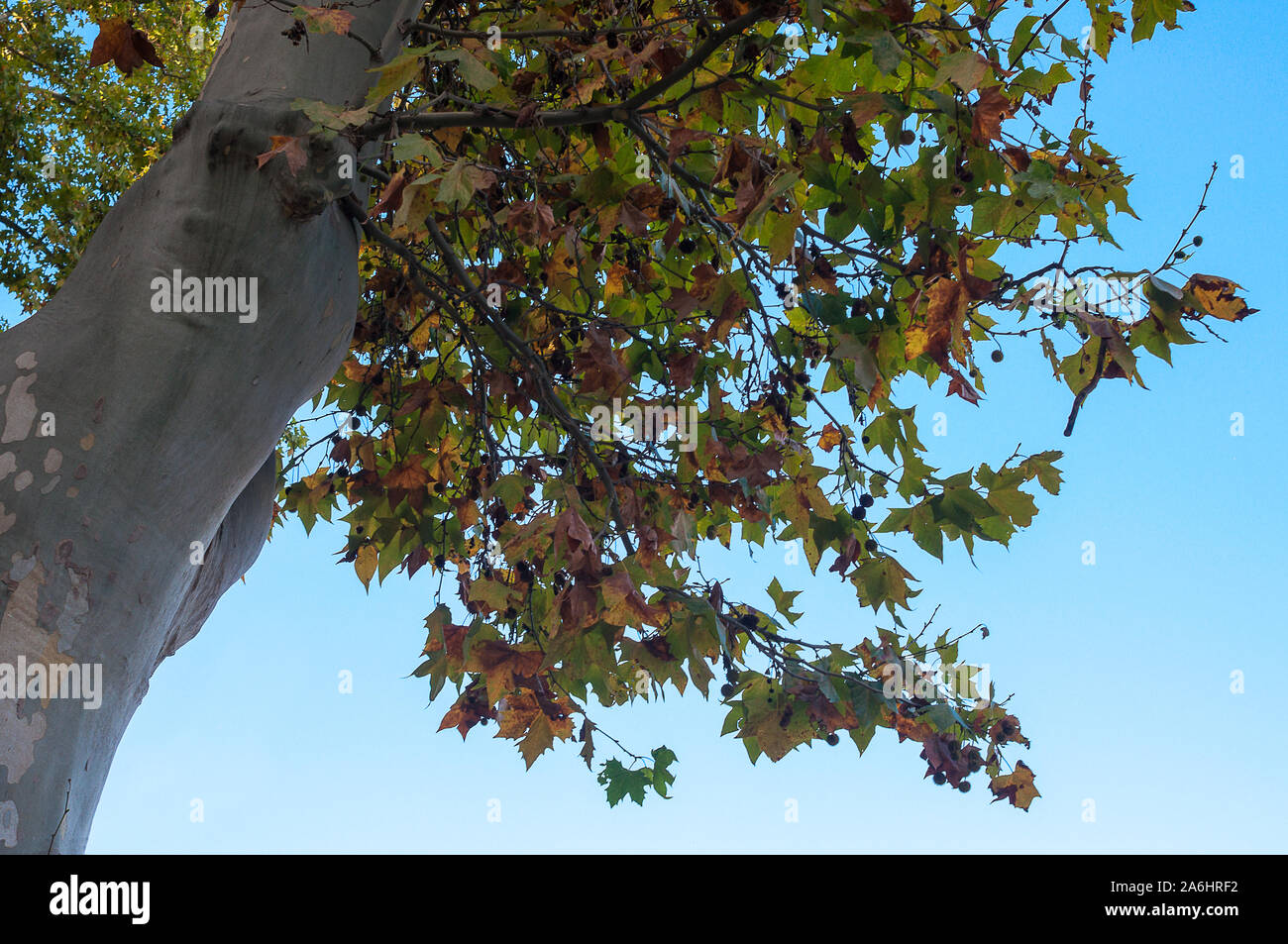 Plane tree platanus seed ball hi-res stock photography and images - Alamy