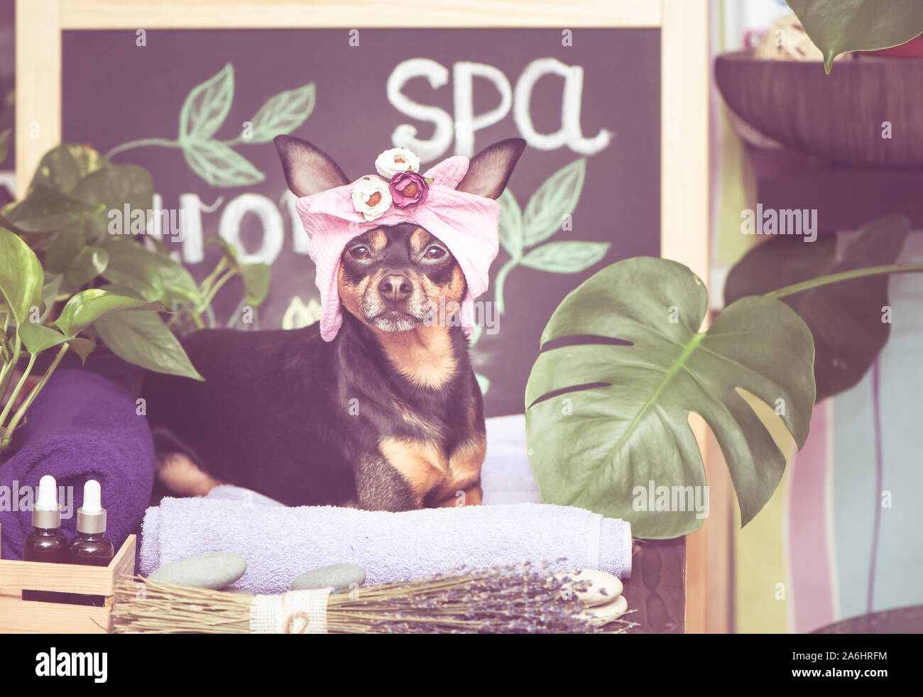 Massage and spa, a dog in a turban of a towel among the spa care items ...