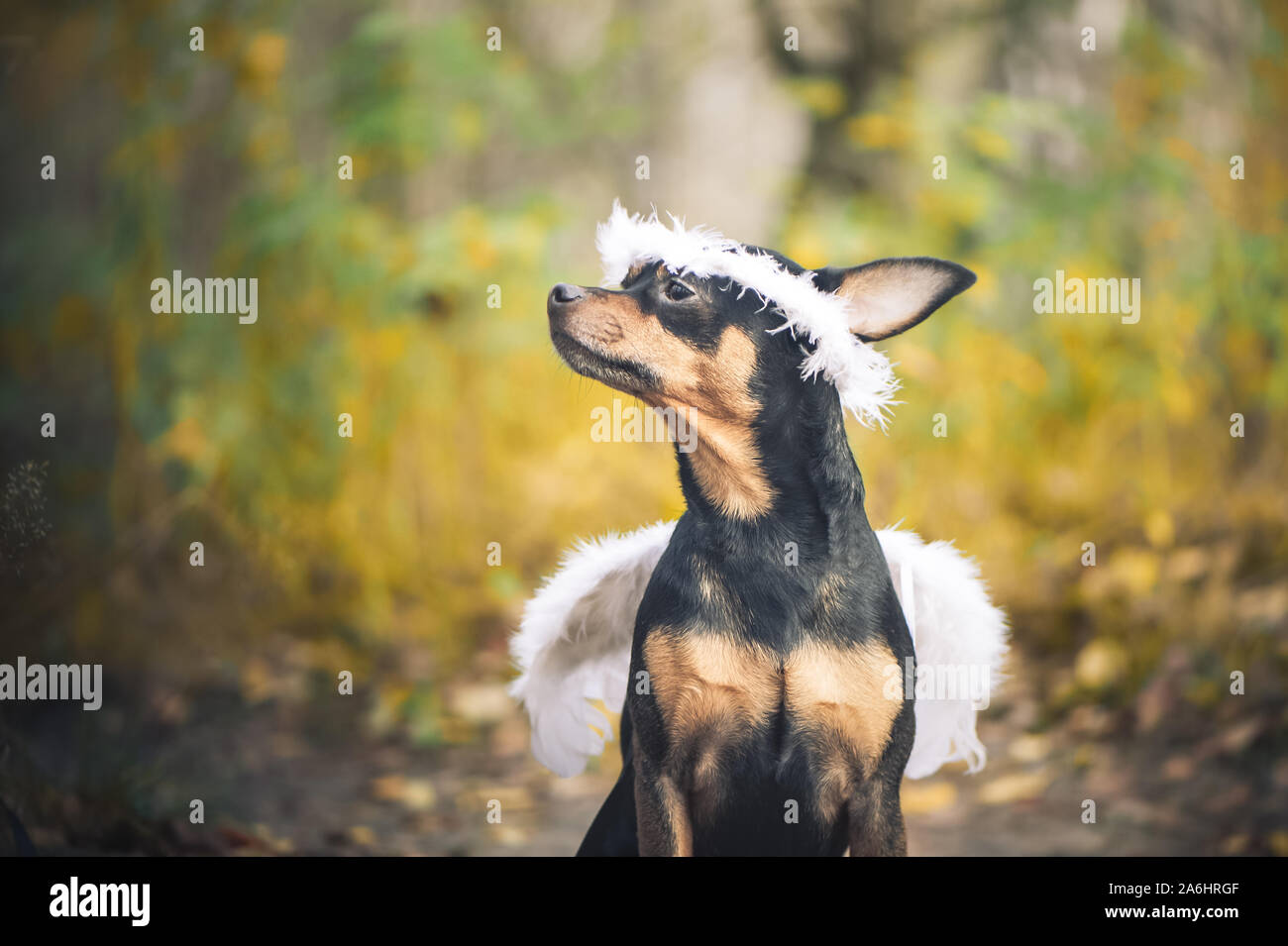 Angel dog, portrait of a dog in the image of an angel, in a wreath and ...
